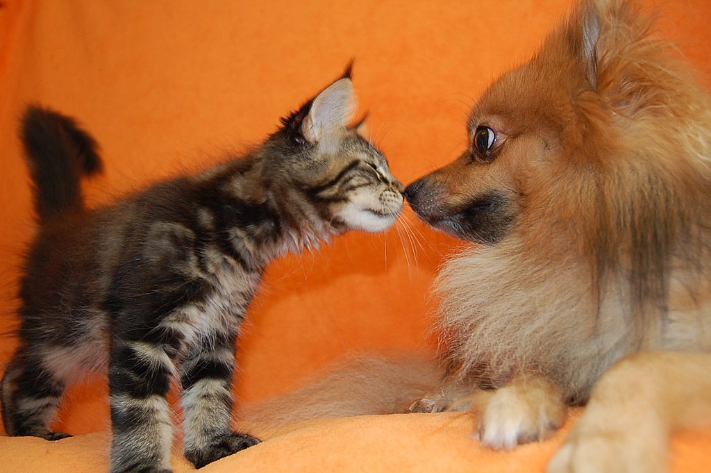Maine Coon España - Comunidad de la raza de gatos Maine Coon