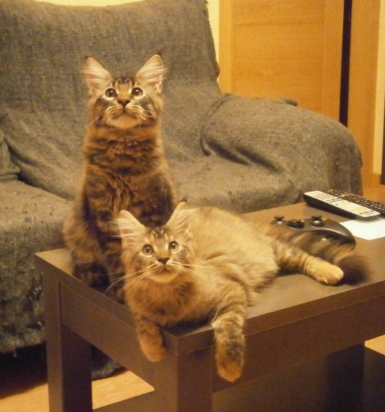 1er Concurso Internacional De Orejas Peludas Página 2 General Foro Gatos Maine Coon